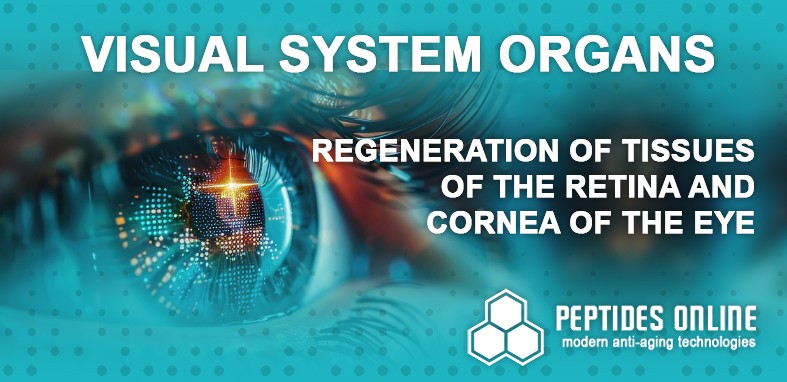VISUAL SYSTEM ORGANS